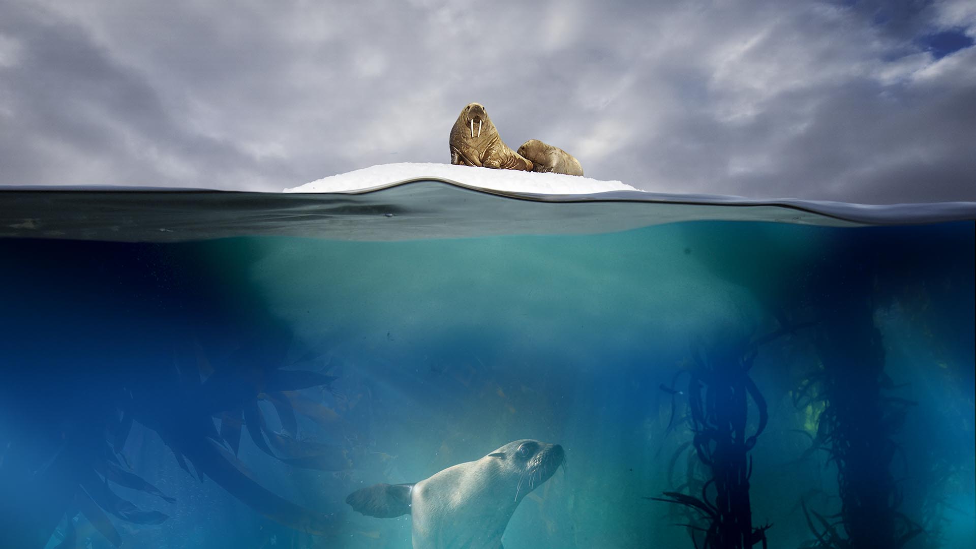 Blue Planet II - BBC Earth