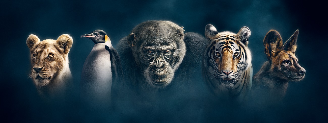 DYNASTIES - BBC Earth